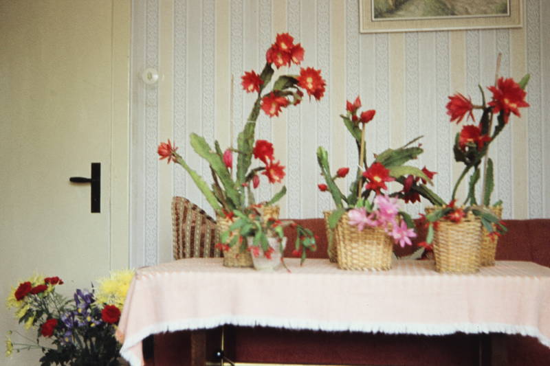 Grünzeug - WDR Digit