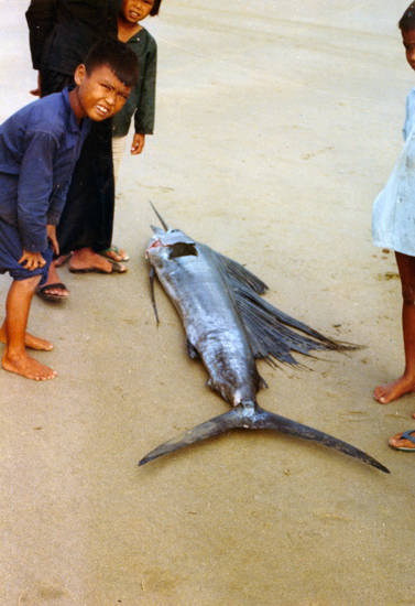 Toter Fisch - WDR Digit