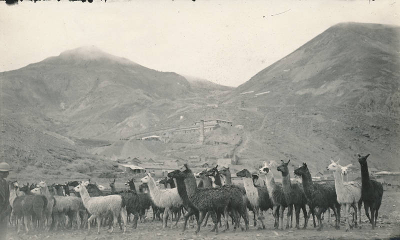 Lamas, Lamas, Lamas - WDR Digit