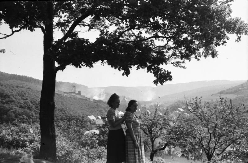 Im Schatten des Baumes - WDR Digit