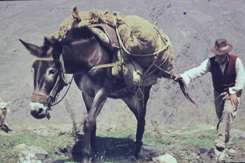 Packesel - WDR Digit