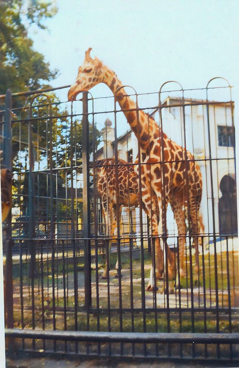 Kölner Zoo - WDR Digit
